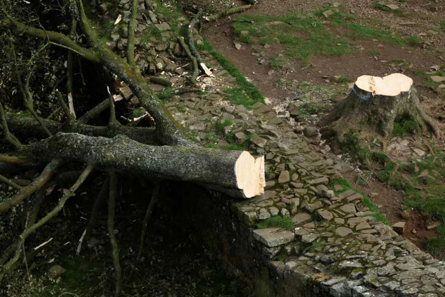 Two Men Convicted for Cutting Down Iconic British Sycamore Gap Tree ...